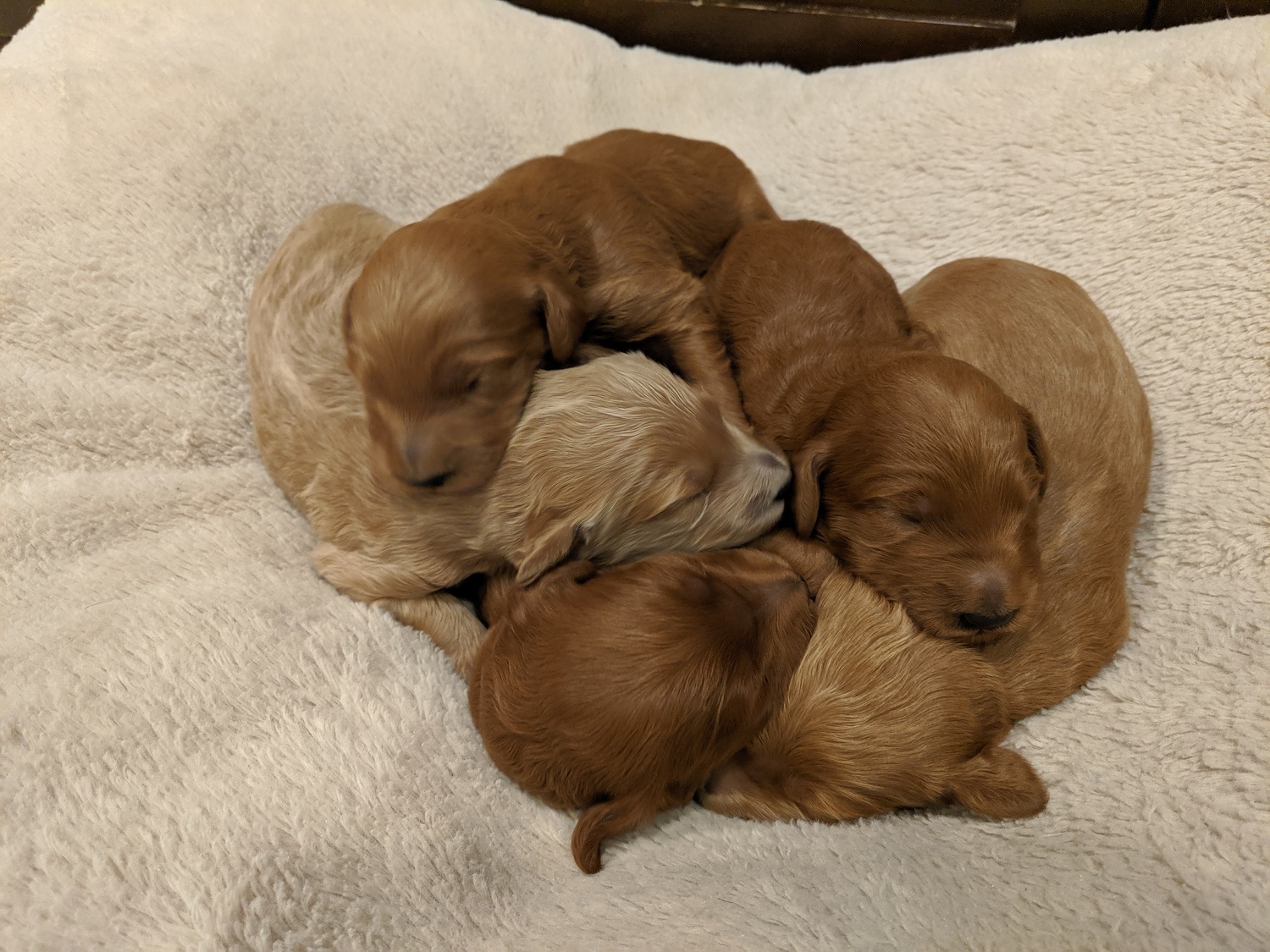 About | Red Ridge Doodles