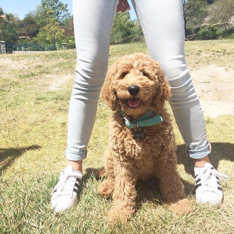 Puppies | Red Ridge Doodles