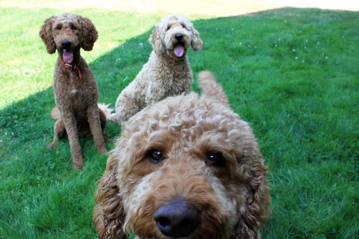 Puppies | Red Ridge Doodles