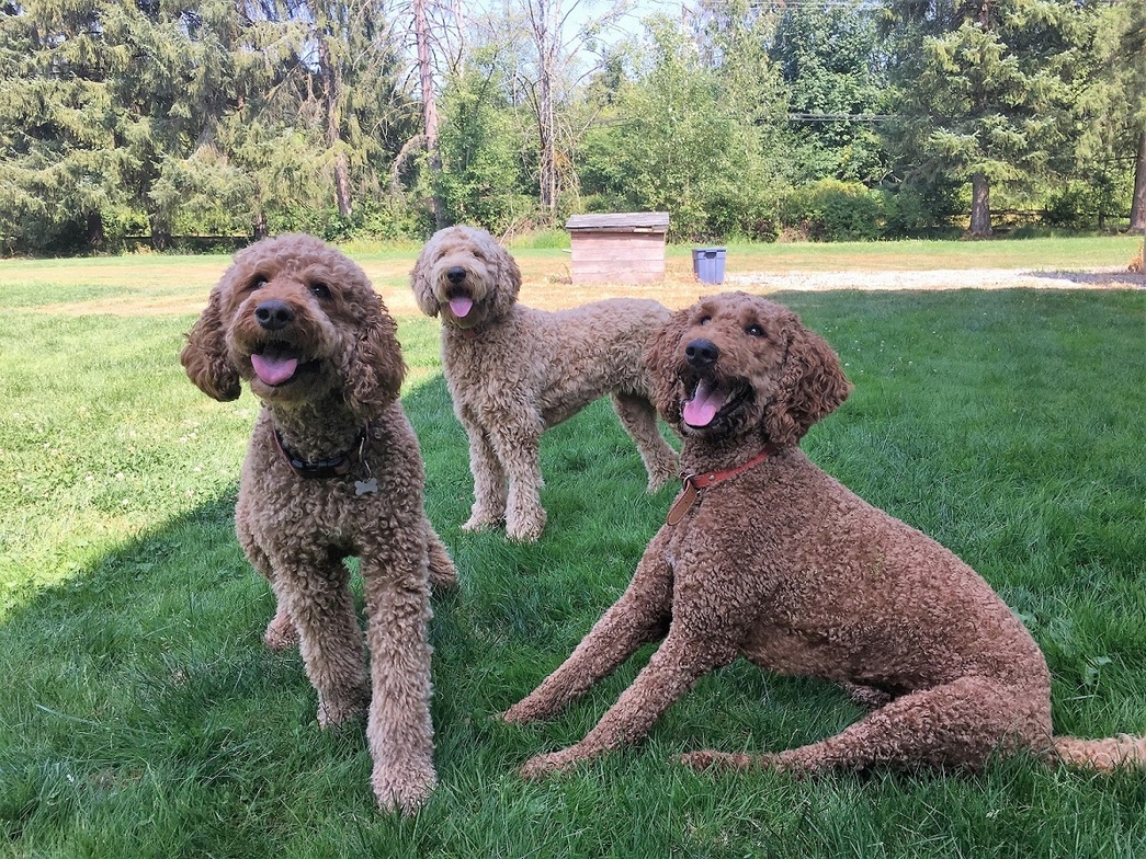 Puppies | Red Ridge Doodles