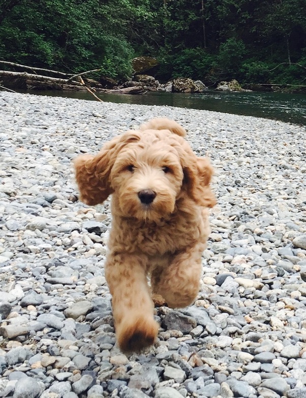 Puppies | Red Ridge Doodles