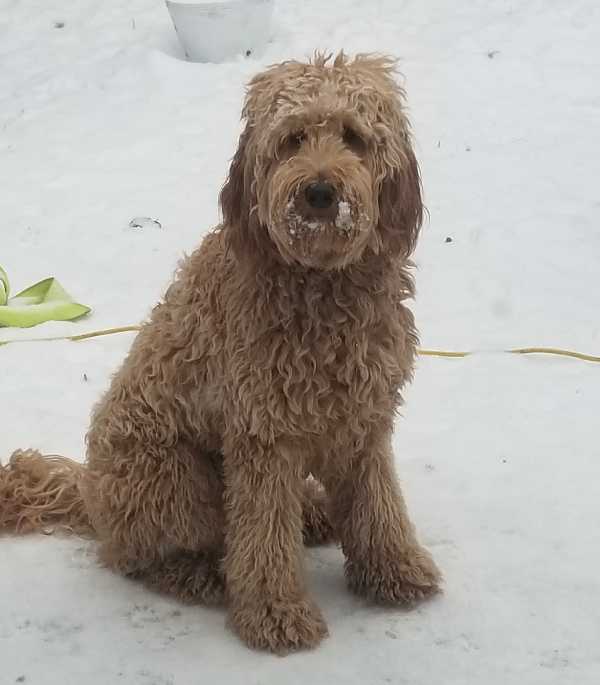 Red Ridge Doodles | Red Ridge Doodle. Beautiful Goldeendoodle Puppies ...