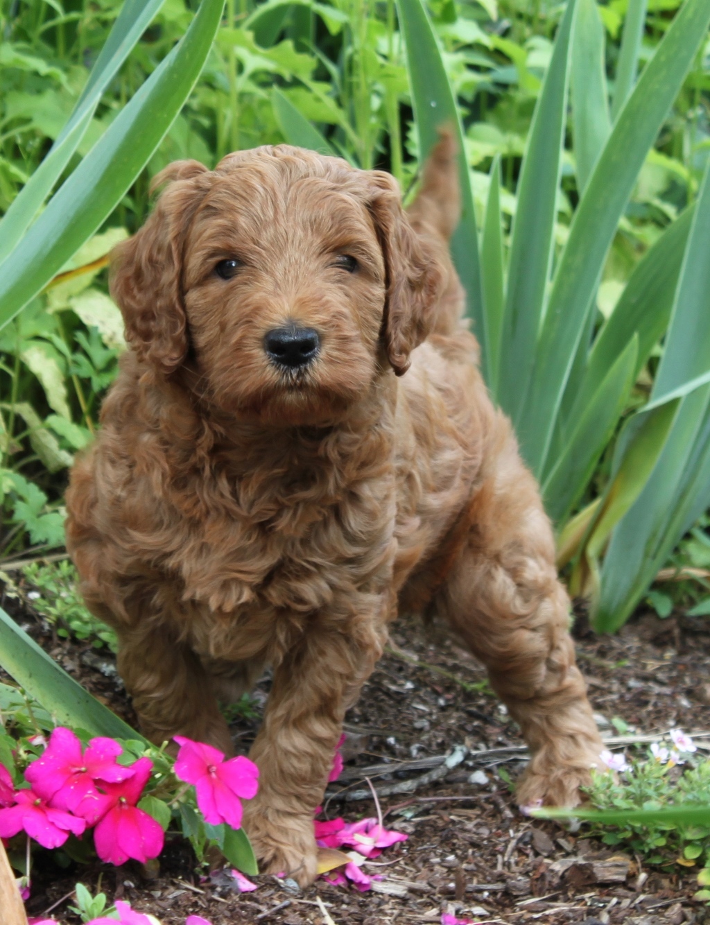 FAQ | Red Ridge Doodles